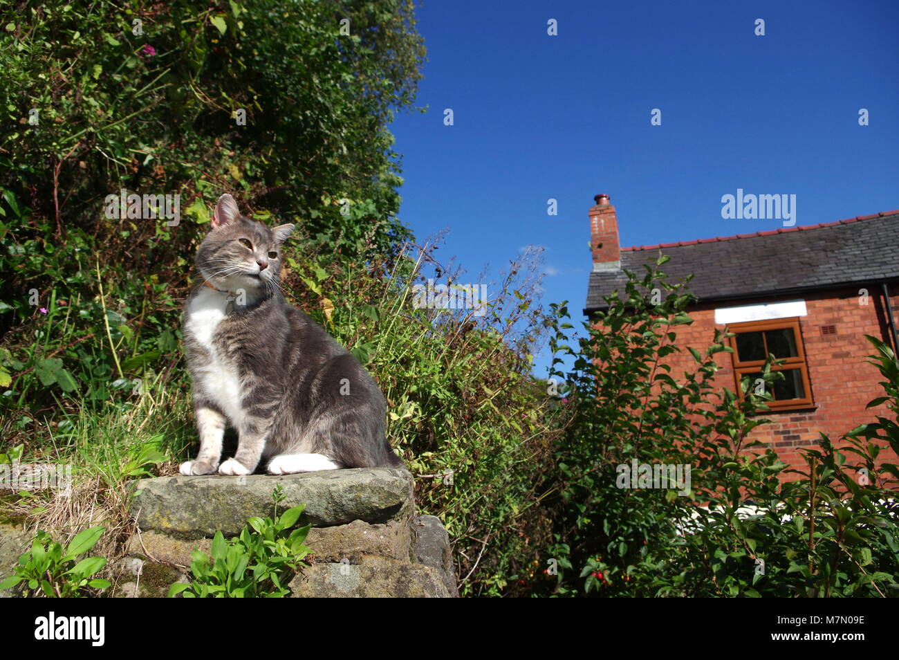 Tabby cat in cottage garden Stock Photo - Alamy