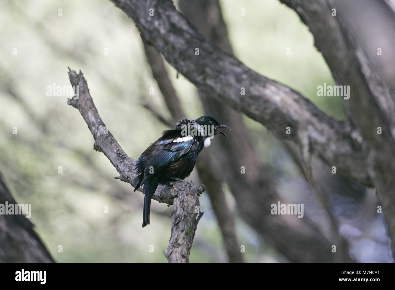 Tui Prosthemadera novaeseelandiae male singing New Zealand Stock Photo ...