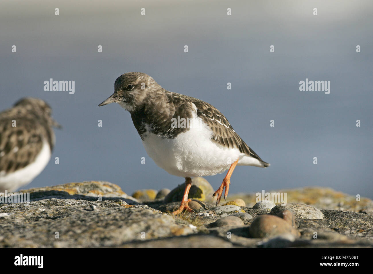 Ruddy Turnstone Arenaria interpres on sea wall Pennington Marshes ...