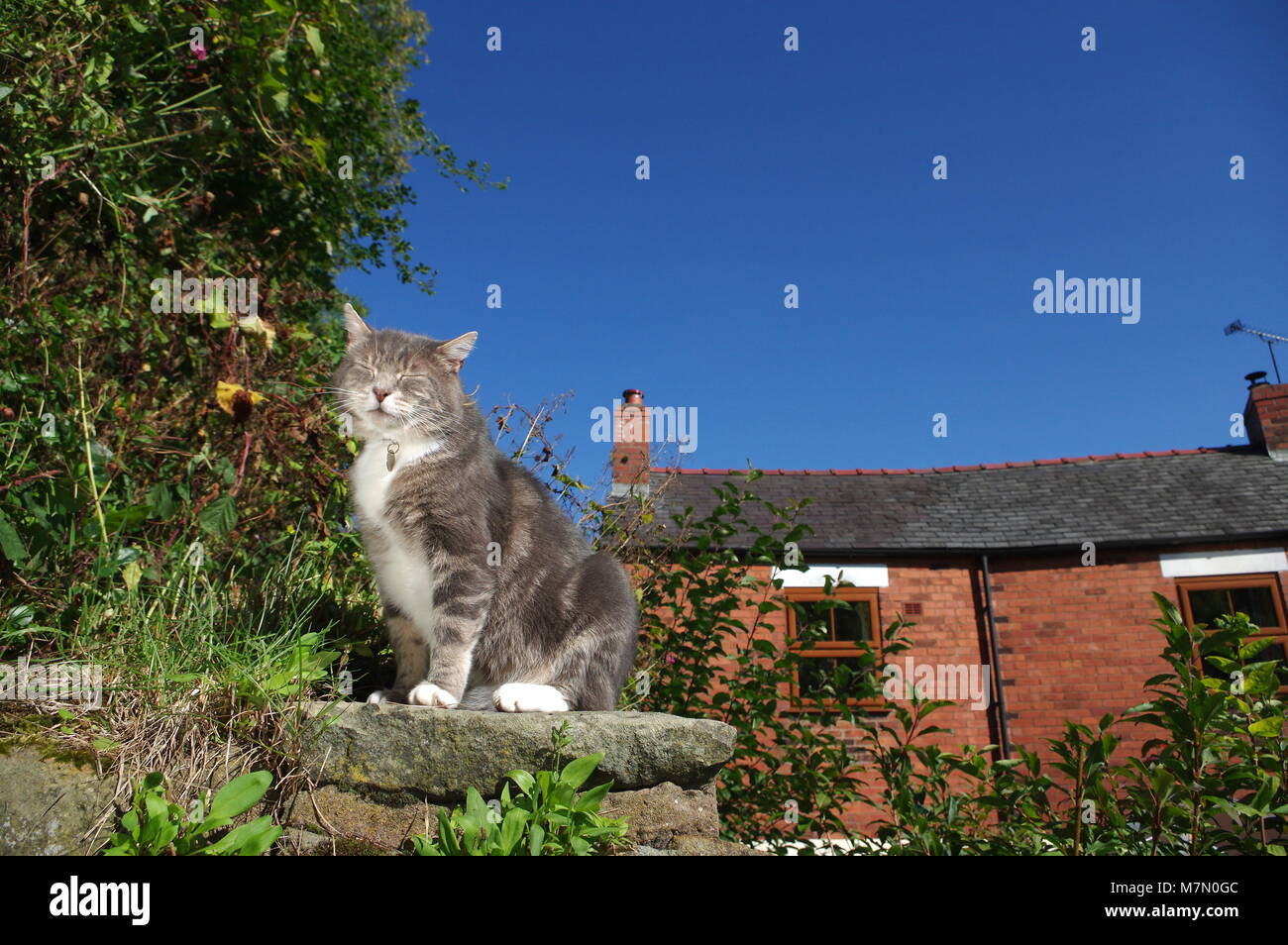 Tabby cat in cottage garden Stock Photo - Alamy