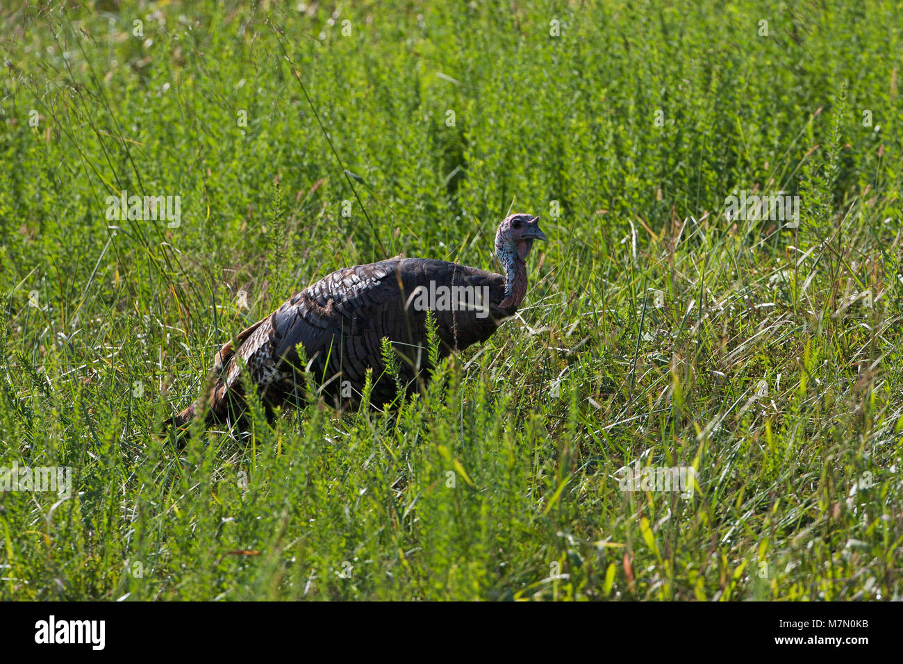 Wild turkey Meleagris gallopavo in grassland beside Lake Jacomo Jackson ...
