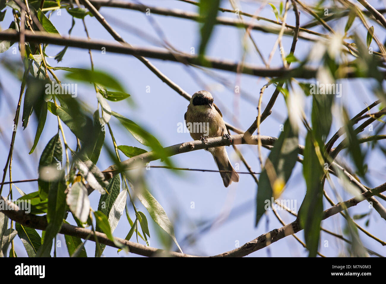 Eurasian penduline tit Remiz pendulinus perched in a tree near ...