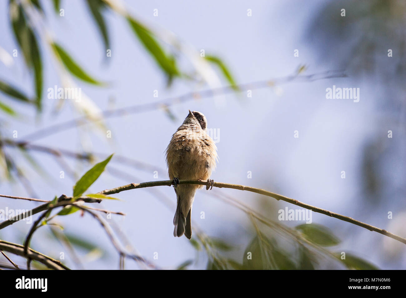 Eurasian penduline tit Remiz pendulinus perched in a tree near ...