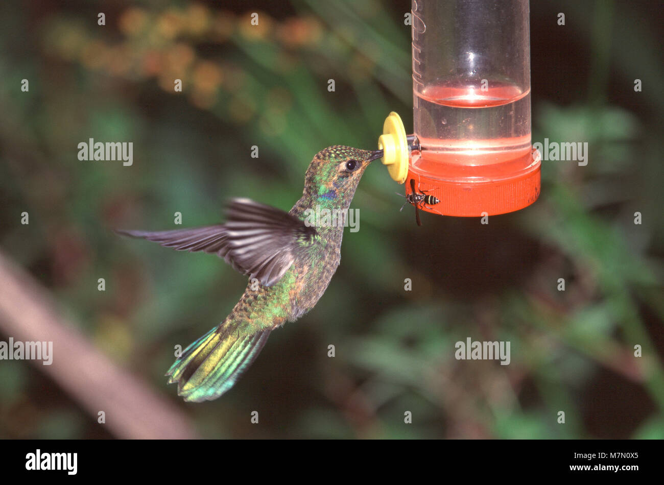 Colibri feeder hi-res stock photography and images - Alamy