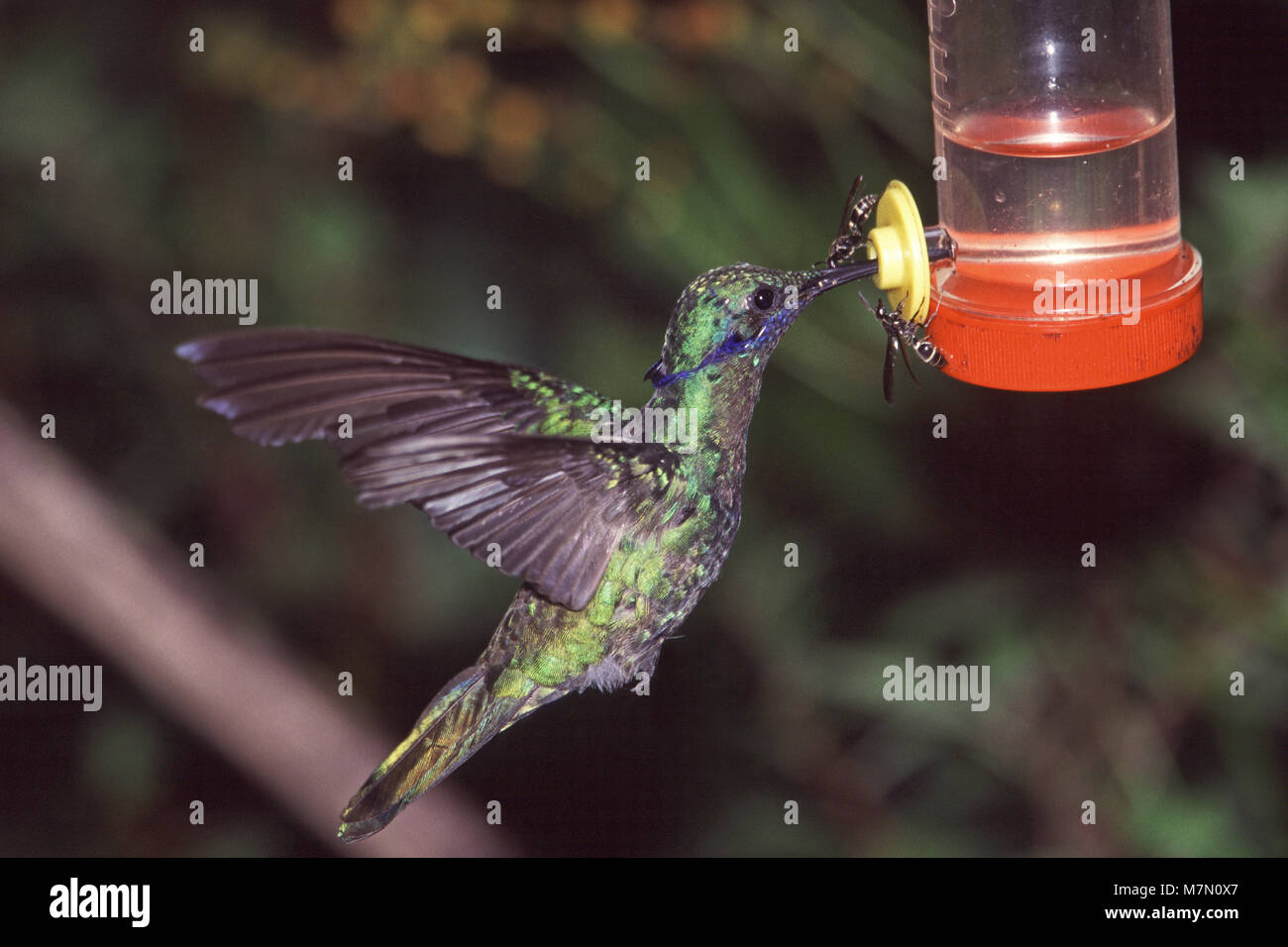 Sparkling violetear Colibri coruscans at hummingbird feeder Tandayapa ...