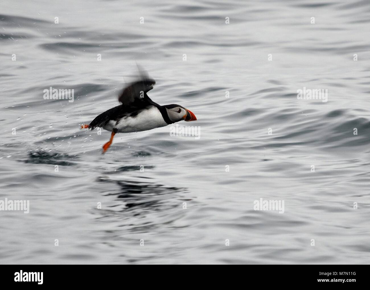 Atlantic Puffin (Fratercula arctica) flying and about to land on the ...