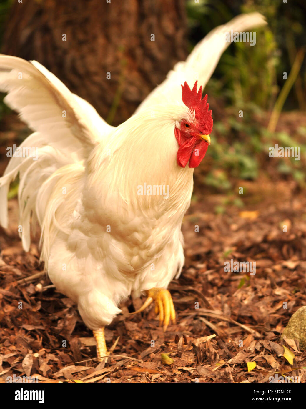 Chicken with wings in the air, very funny looking close up and frontal ...