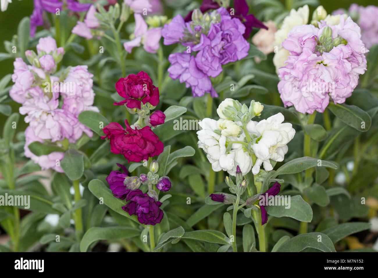 Matthiola incana plant hi-res stock photography and images - Alamy