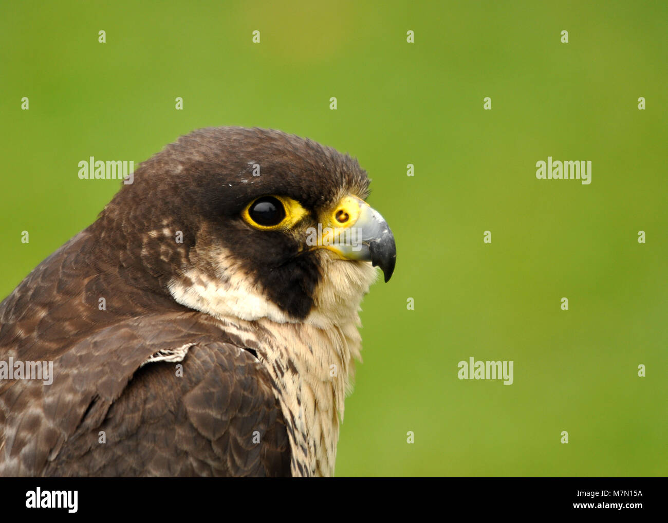 Peregrine Falcon (Falco peregrinus) detailed close up side on head shot ...