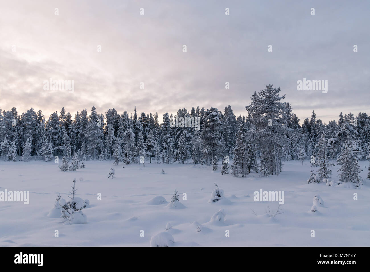 A snow covered forest in the Arctic, Lappland, Sweden Stock Photo - Alamy