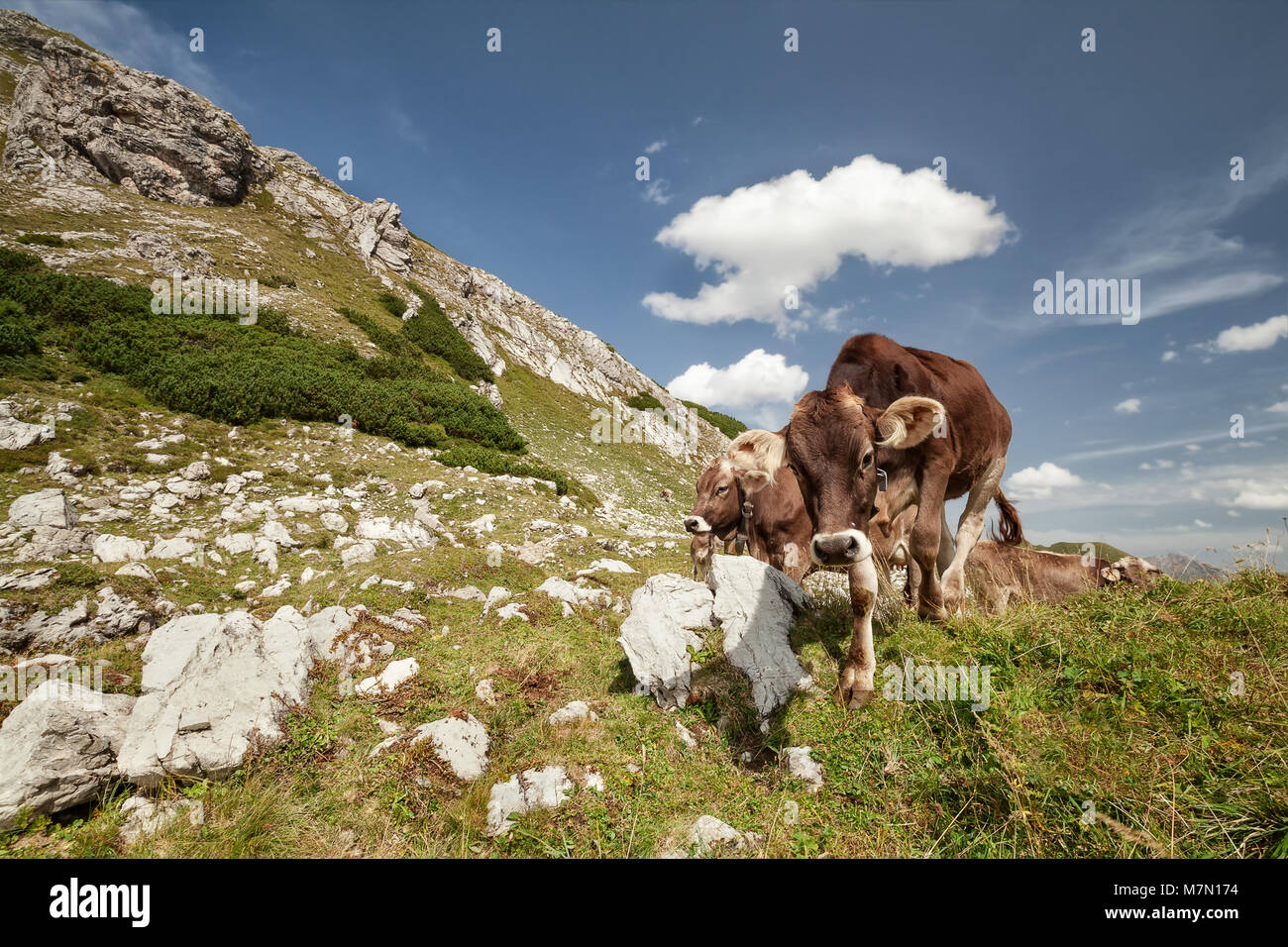 brown alpine milk cows in mountains, Germany Stock Photo - Alamy