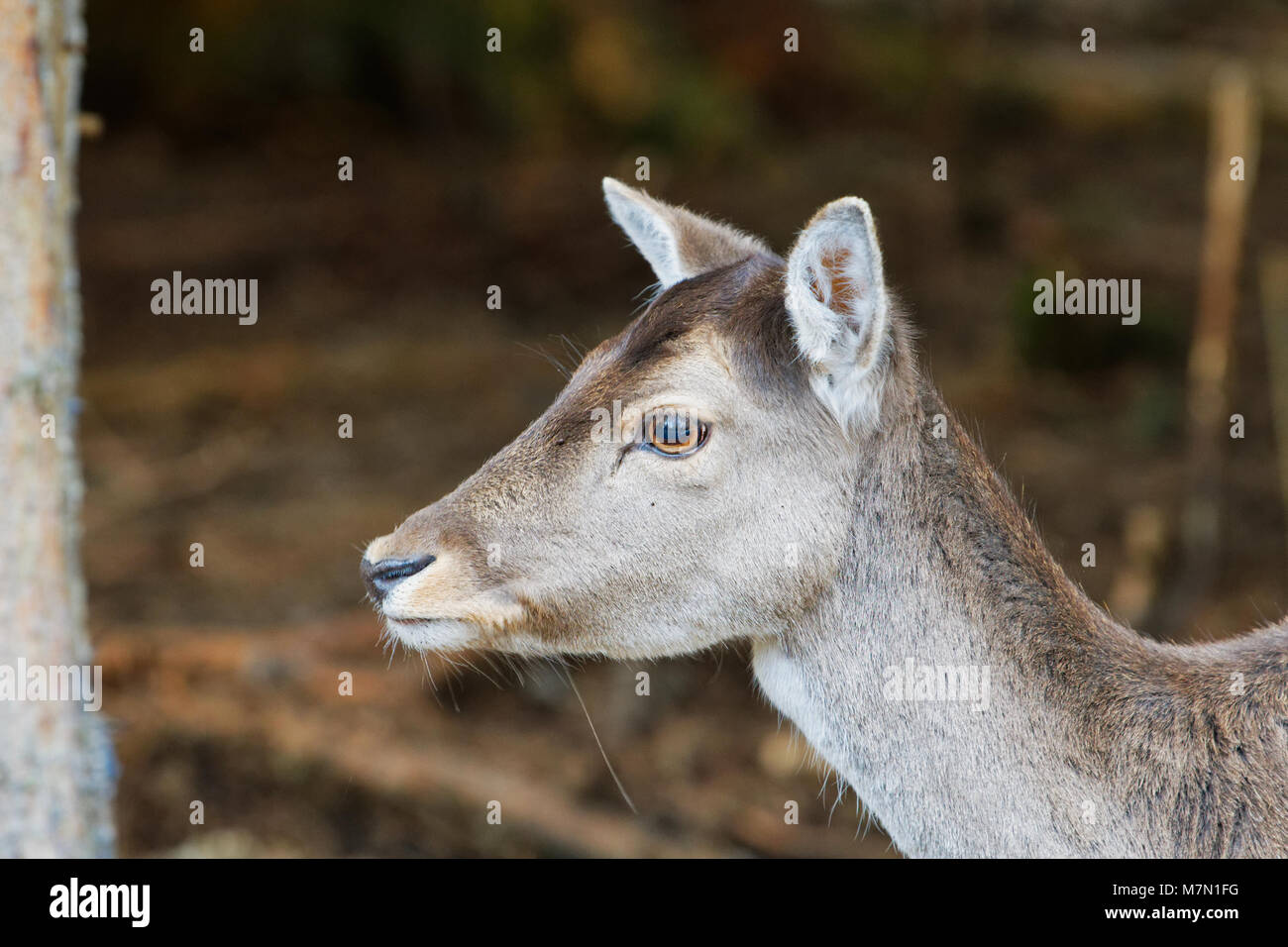 Portrait of fallow deer (Dama dama), female Stock Photo - Alamy