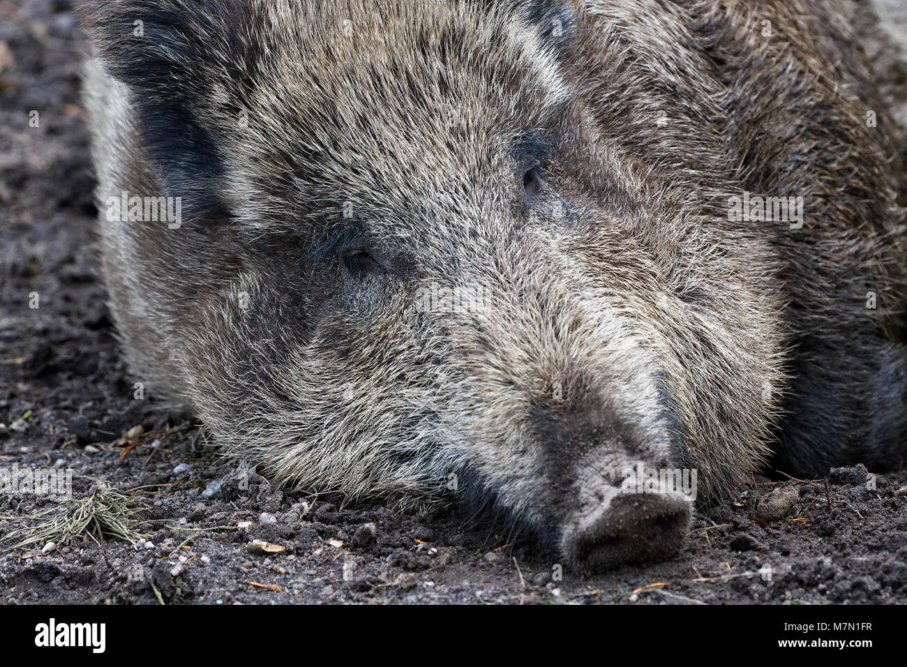 Wild Boar (Sus Scrofa) in the forest. Eurasian wild pig Stock Photo - Alamy
