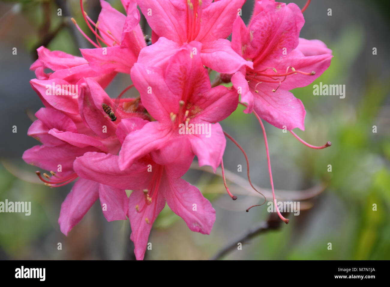 Rhododendron Azalea Caroline Gable Stock Photo - Alamy