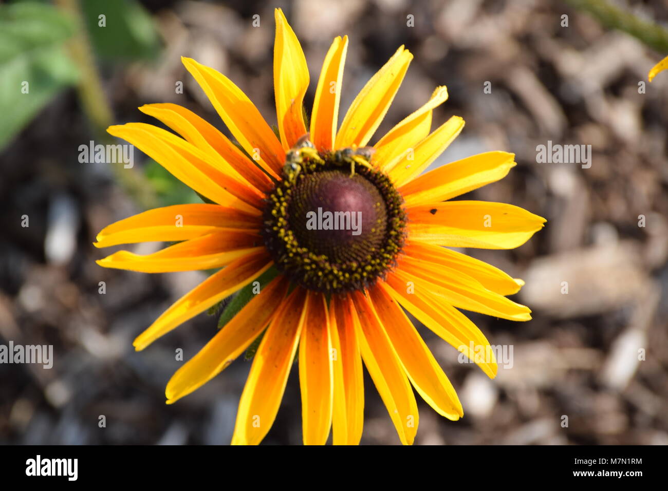 Black Eyed Susan Stock Photo - Alamy