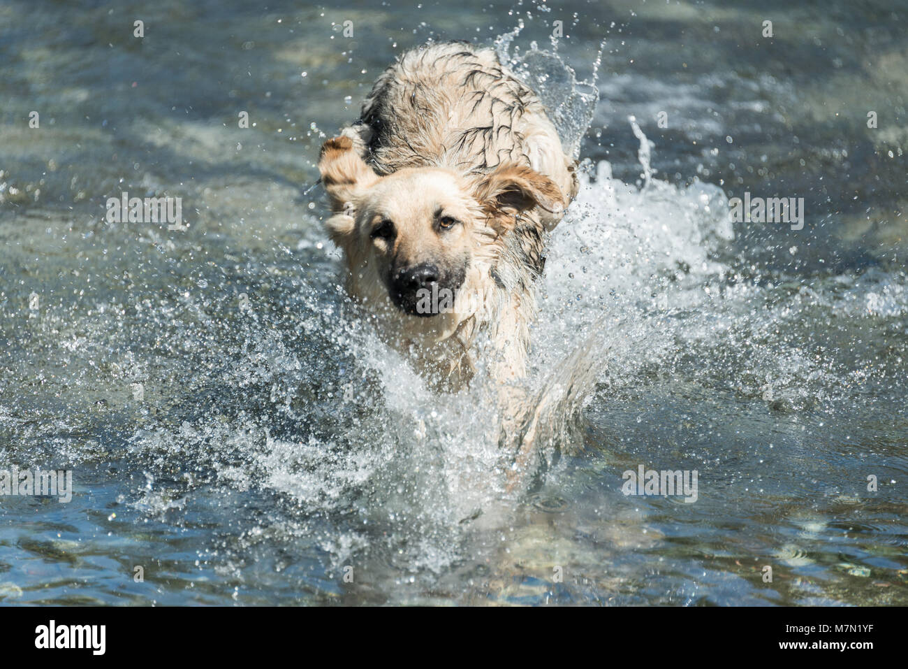 A cute dog running through a water Stock Photo - Alamy