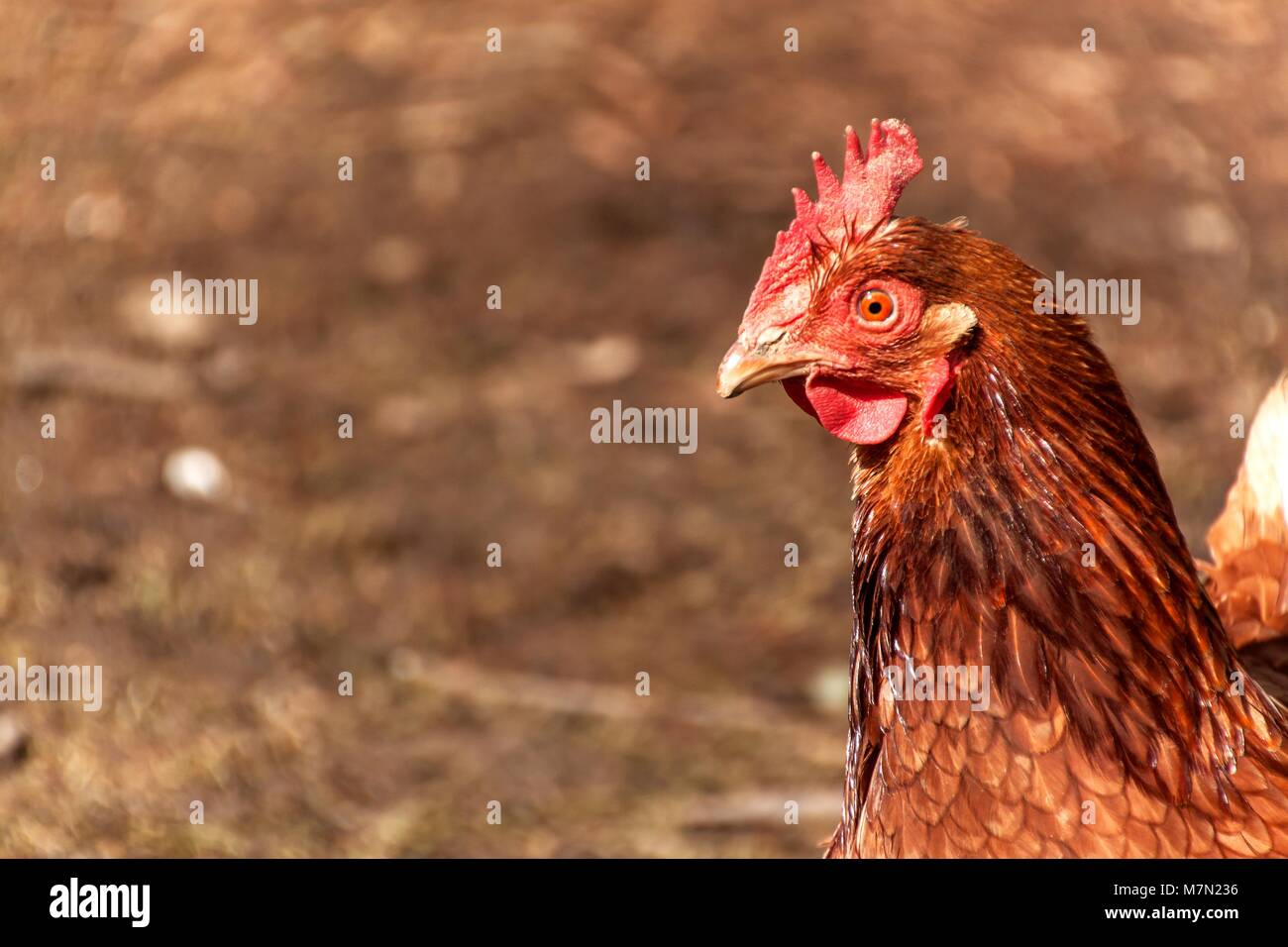 Home breeding of hens. Life on a small farm. Ecological agriculture ...