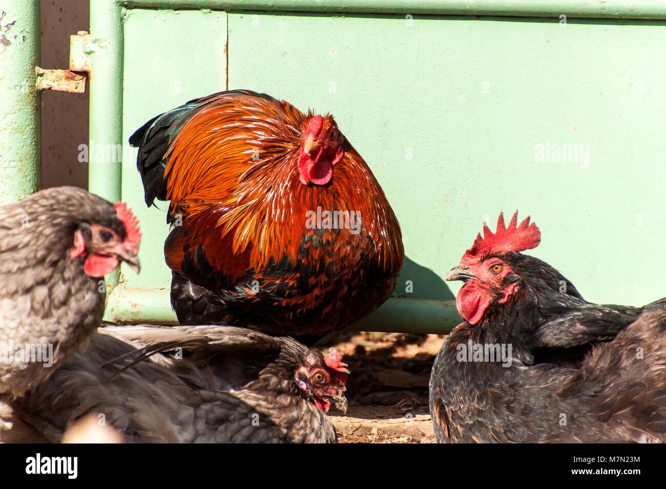 Home breeding of hens. Life on a small farm. Ecological agriculture ...
