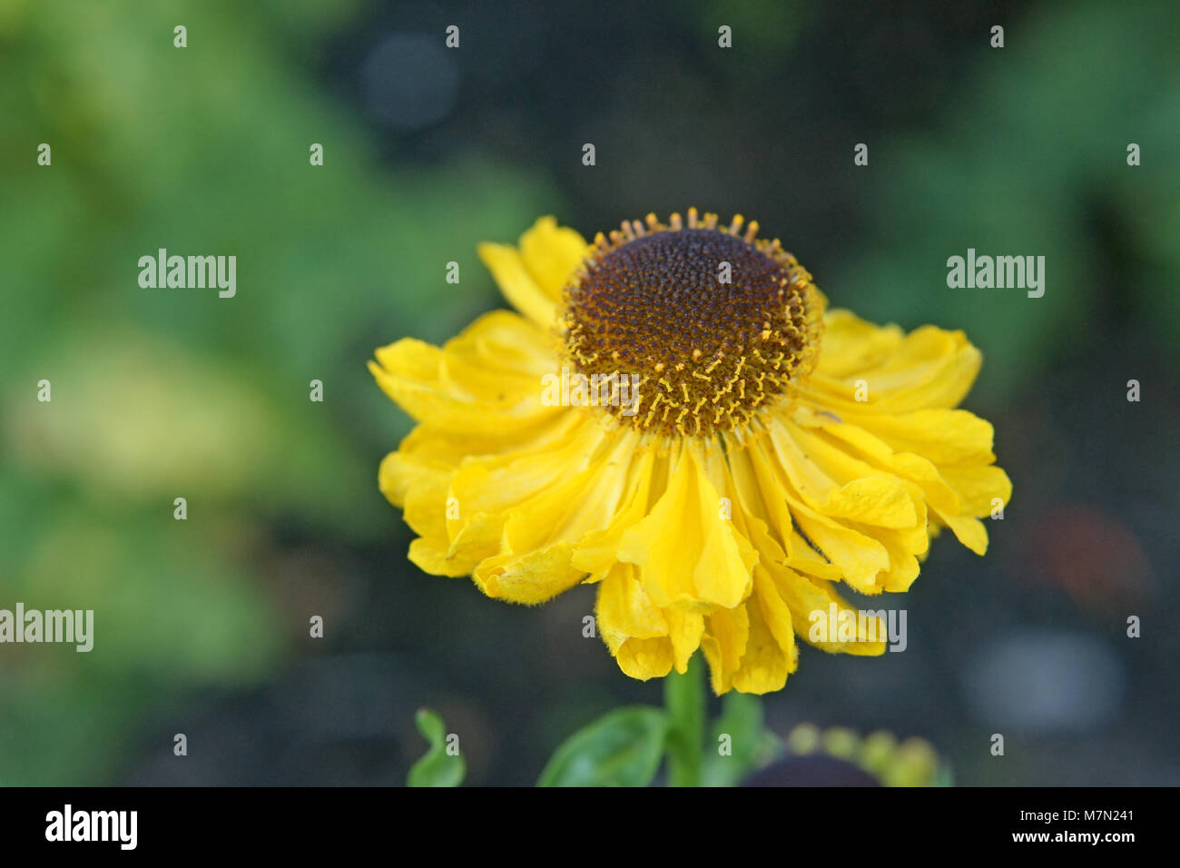 yellow flower of Helenium 'The Bishop' Stock Photo - Alamy