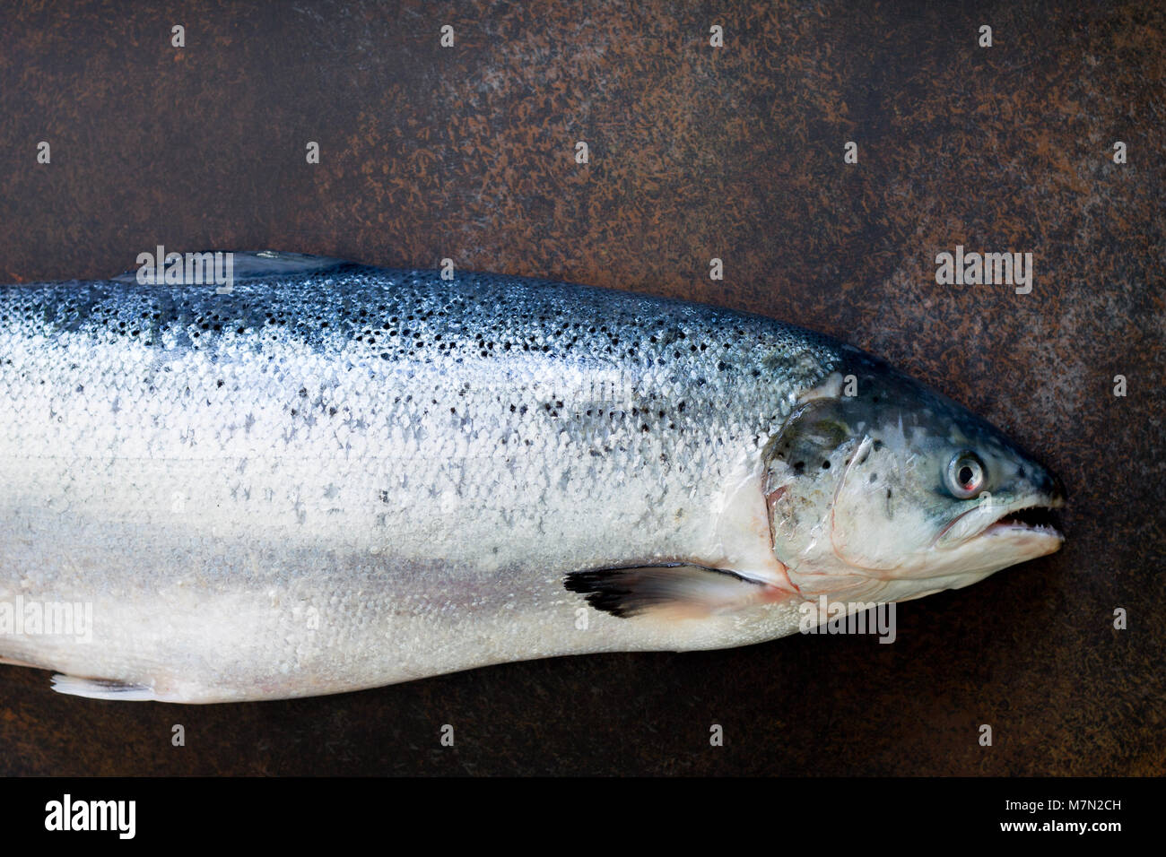 Fresh salmon on slate plate, preparation for cooking fish. Proper ...