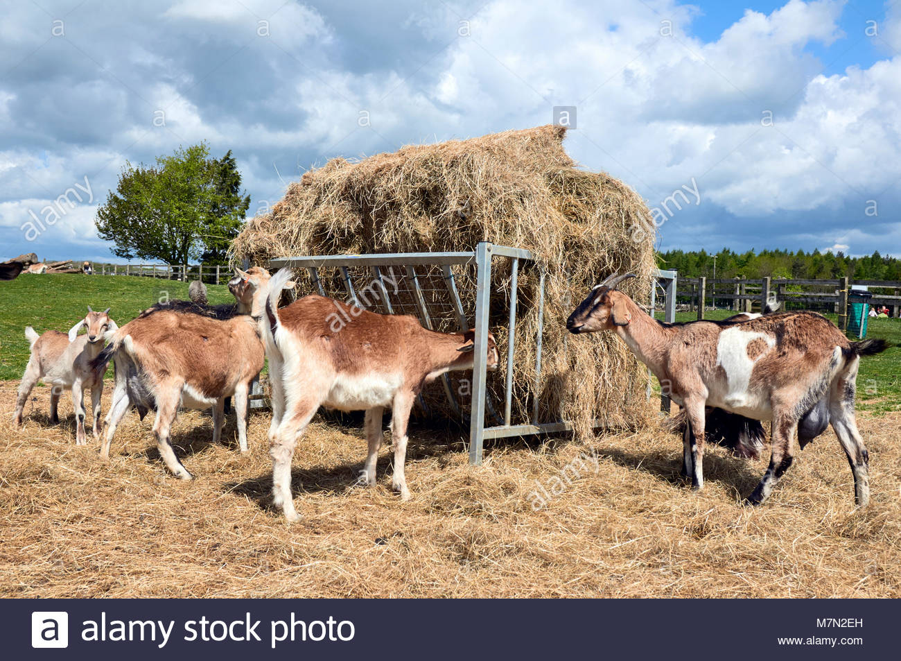 Goats Farm Feeding High Resolution Stock Photography and Images - Alamy