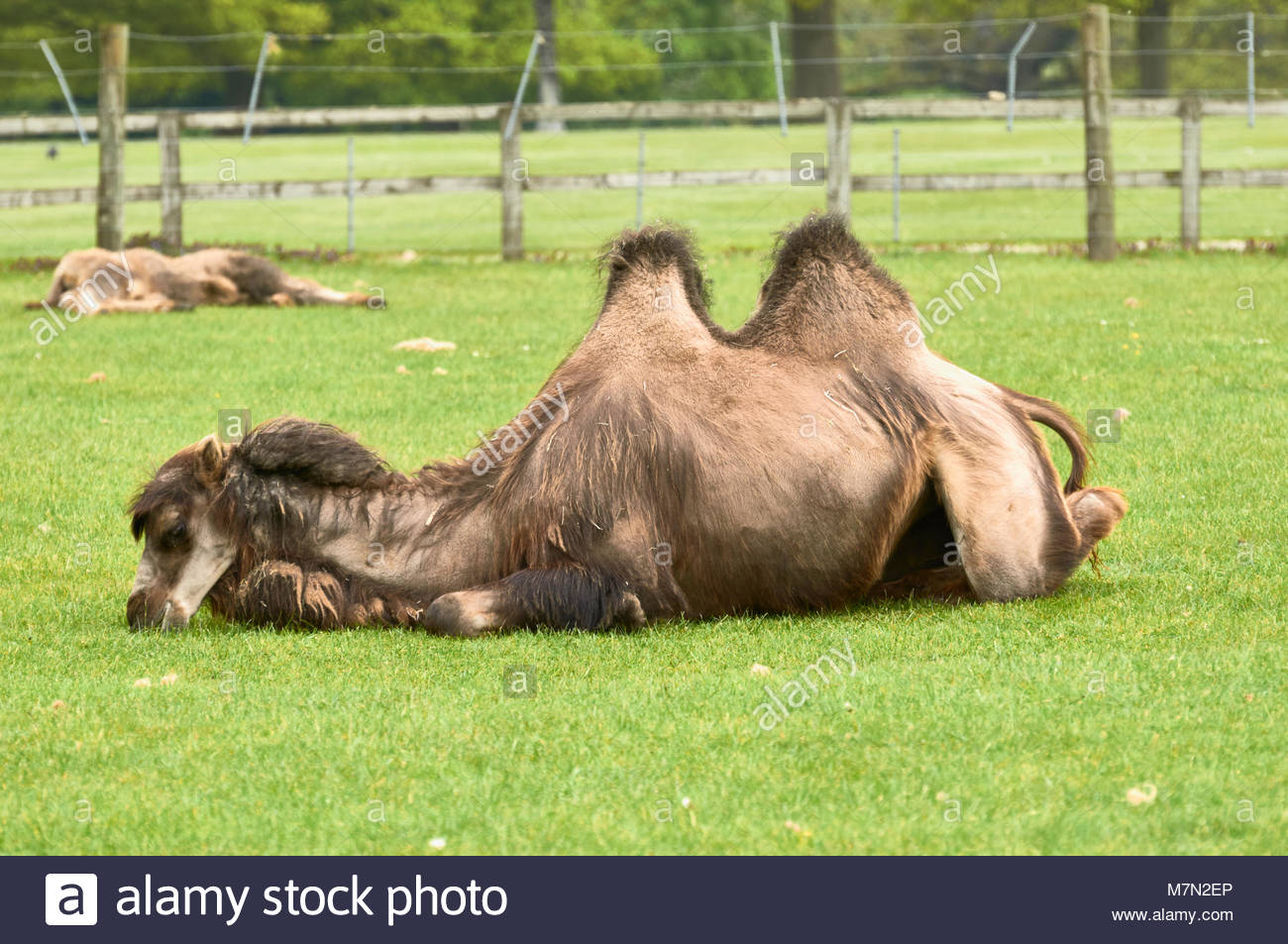 Camel Sleeping Funny