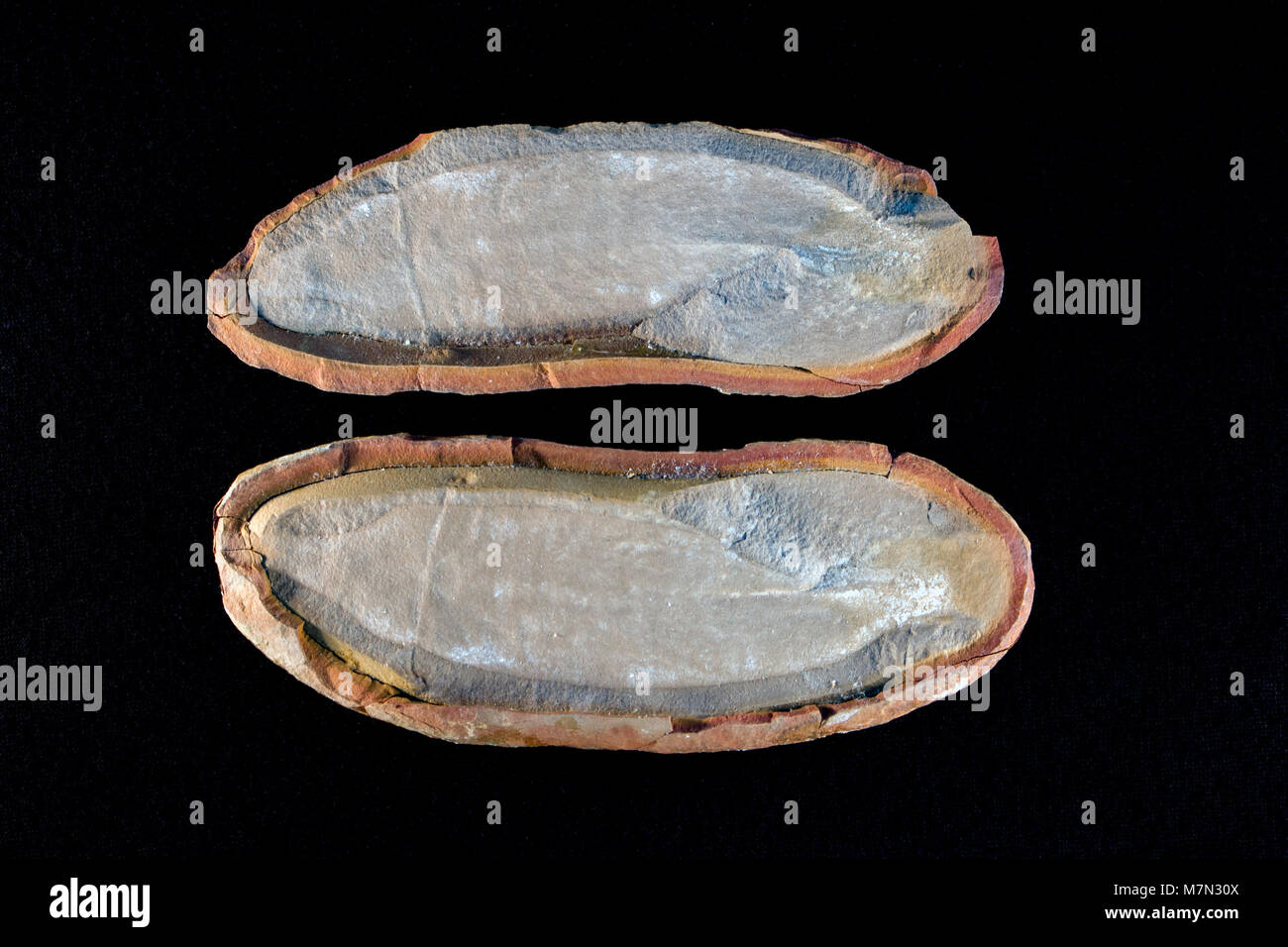 Tully monster fossil hi-res stock photography and images - Alamy