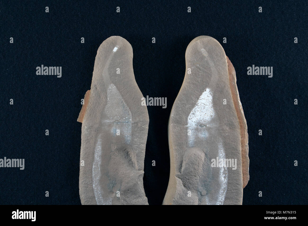 Tully monster fossil, Tullimonstrum gregarium, both sides of concretion ...