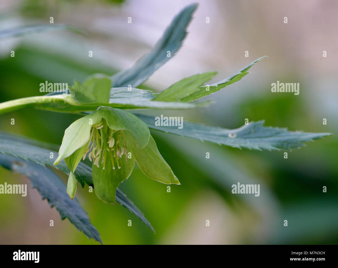 Green Hellebore - Helleborus viridis Rare woodland flower Stock Photo ...