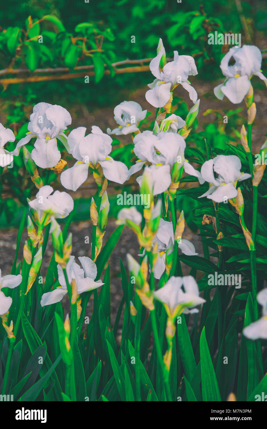 White Iris flowers in the Kitchen garden. Toned Stock Photo - Alamy