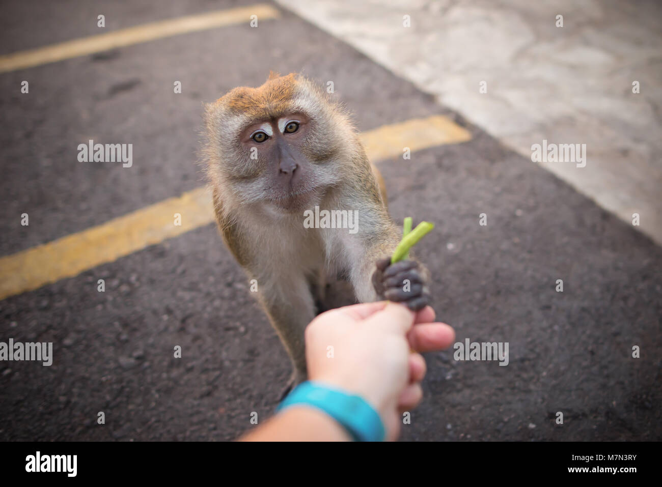 Man hand feeds a monkey. Friendship between human and animal. Funny ...
