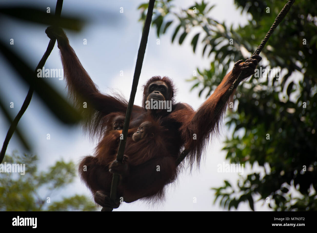 Orangutan hanging together with two children. Pensive primate embraces ...
