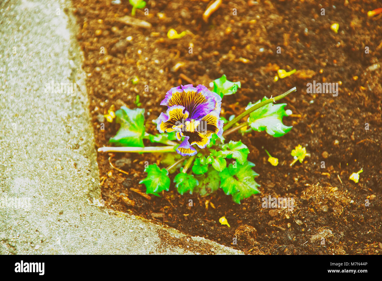 Early spring field pansy blooming at Traku Voke public park in Vilnius ...