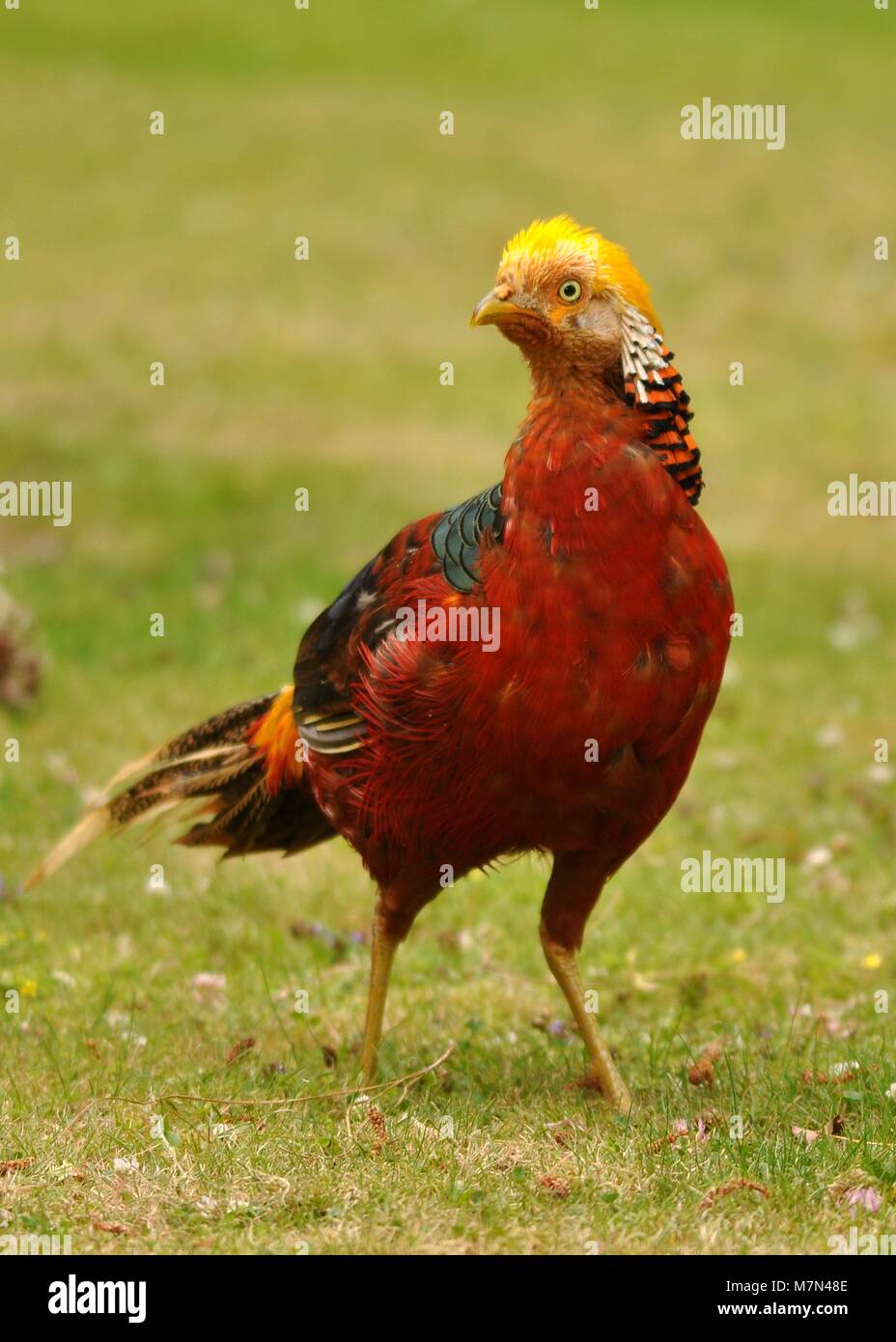 Beautiful Golden Pheasant (Chrysolophus pictus) side on view, walking ...