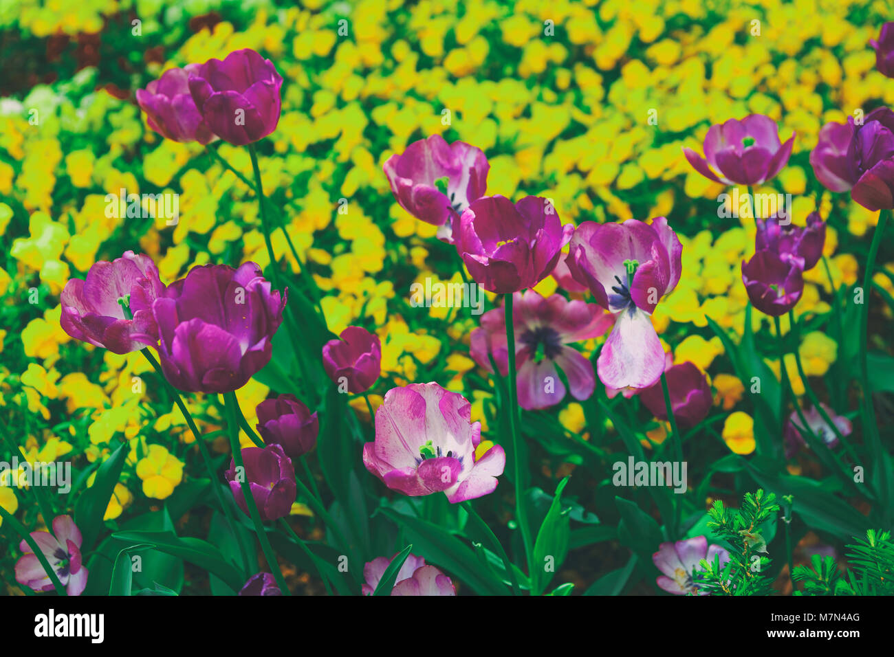 Tulips among other flowers in the Floral Library in the National Mall ...