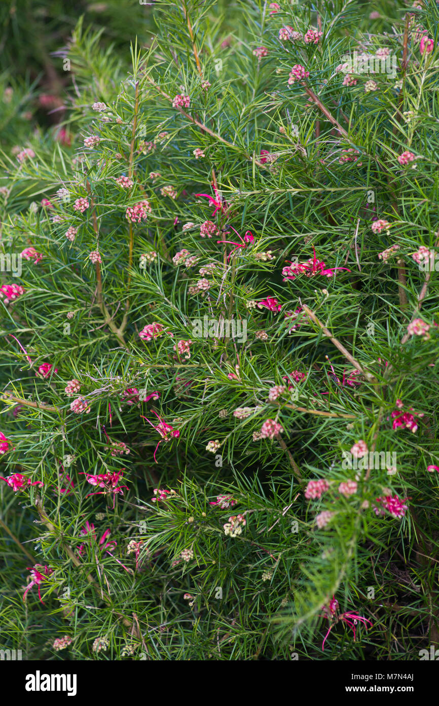 Canberra flowers hi-res stock photography and images - Alamy