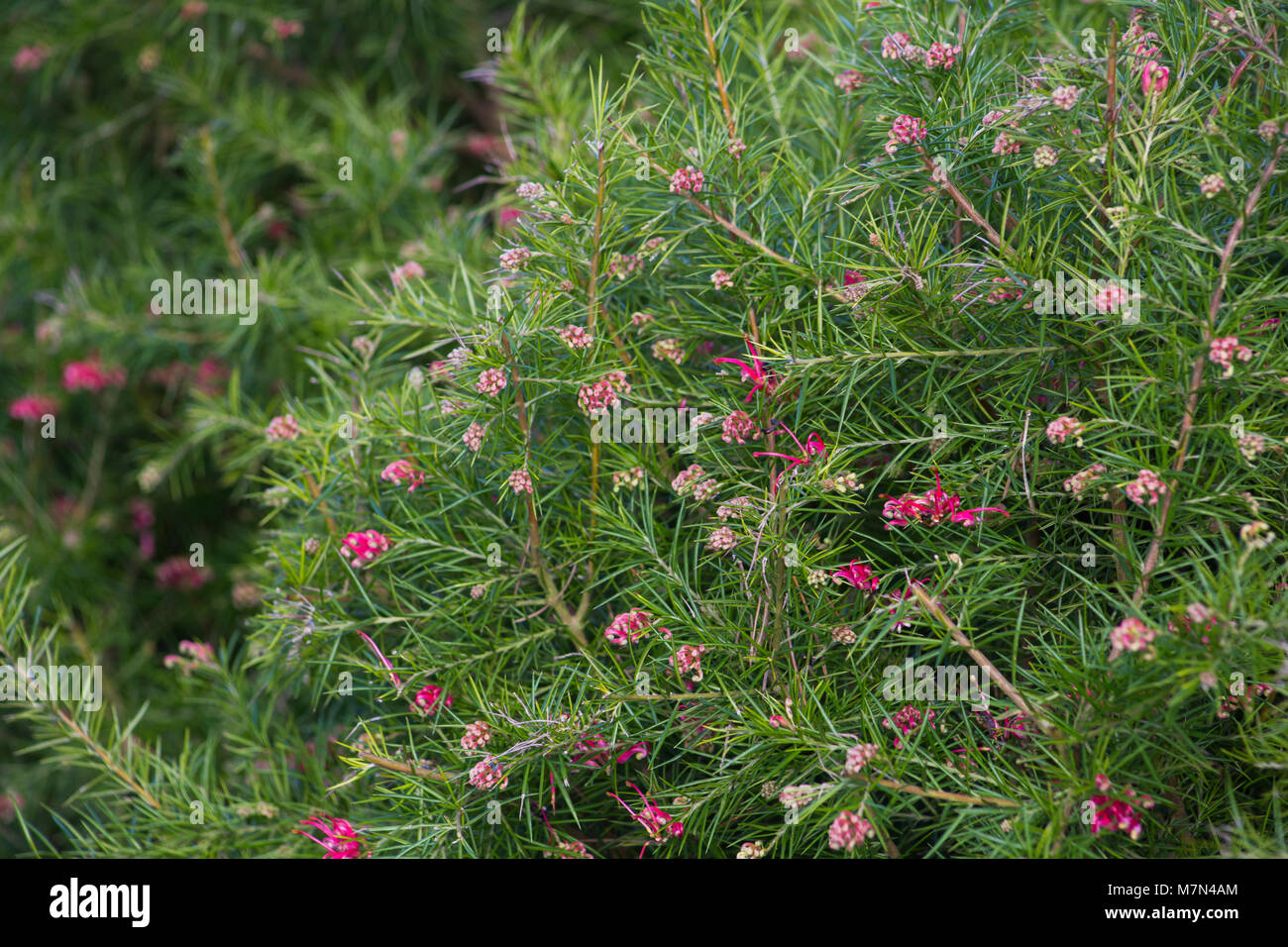 Grevillea 'Canberra Gem' Stock Photo - Alamy