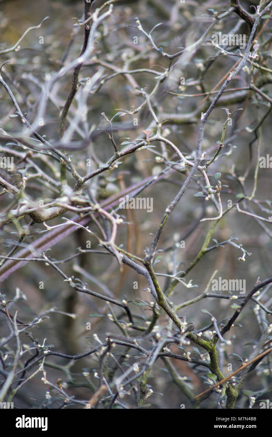 Corokia hi-res stock photography and images - Alamy