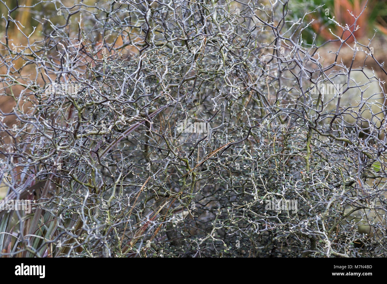 Corokia cotoneaster hi-res stock photography and images - Alamy