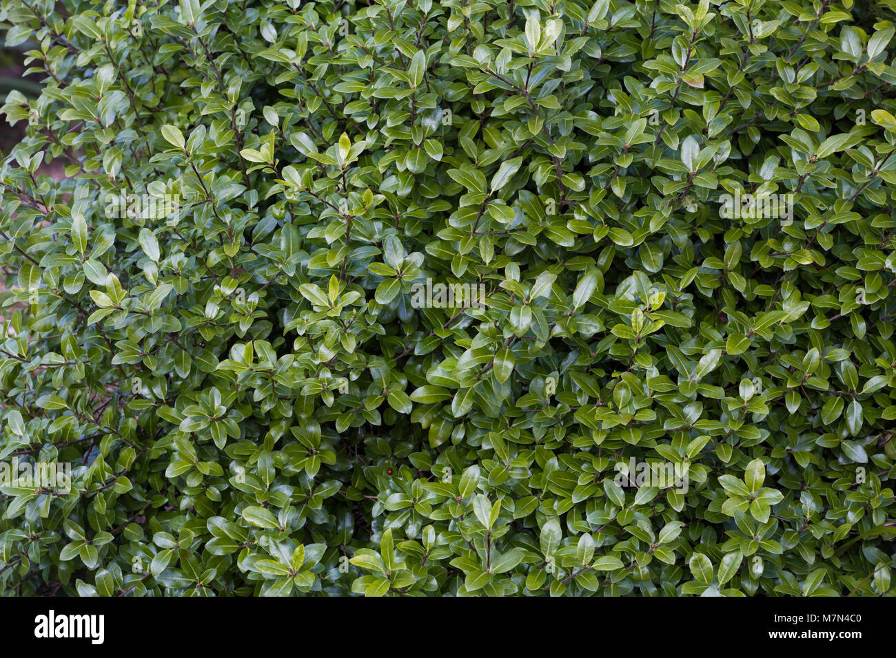 Pittosporum tenuifolium golf ball hi-res stock photography and images ...