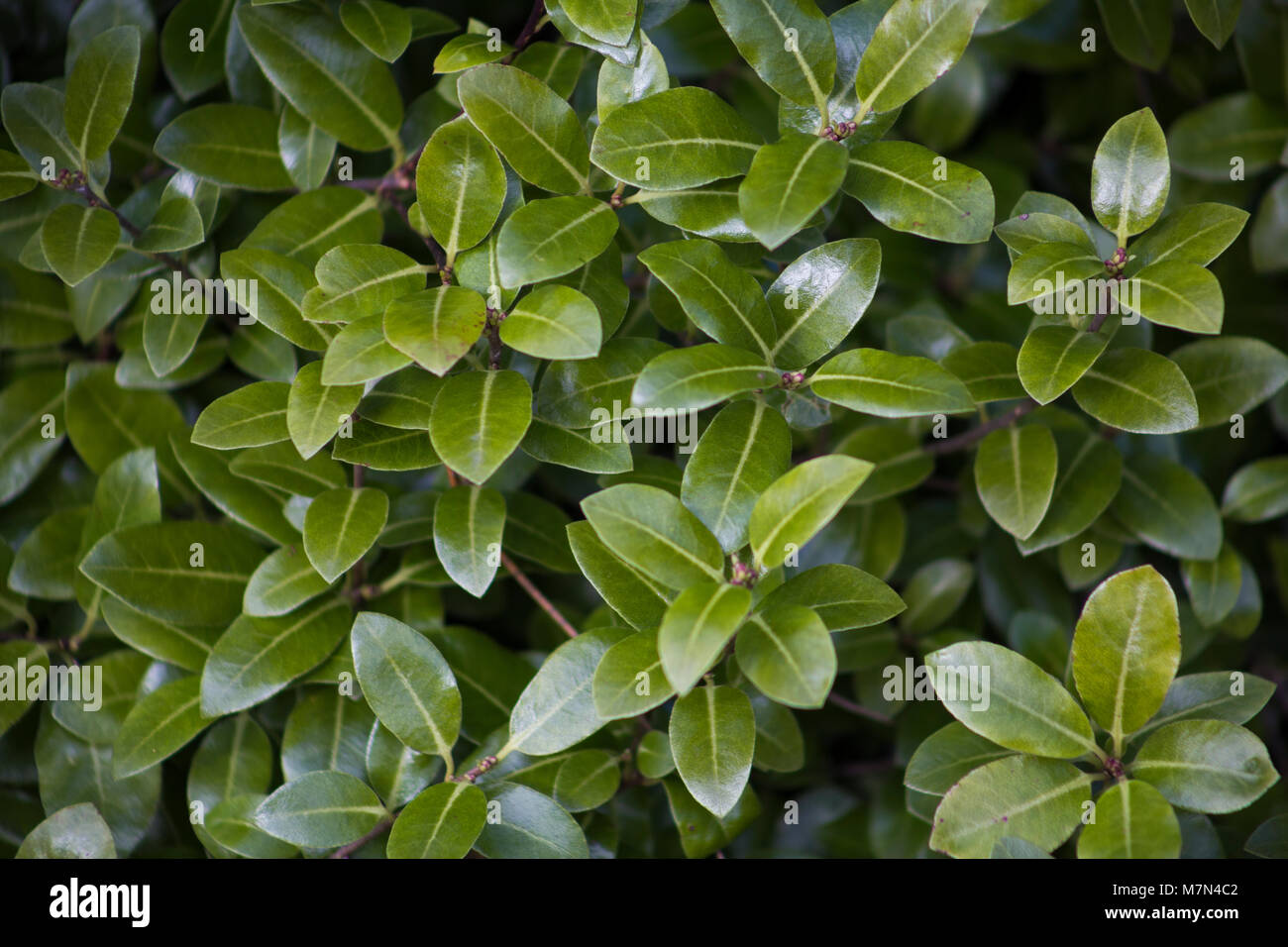 Pittosporum tenuifolium 'Golf Ball' Stock Photo - Alamy
