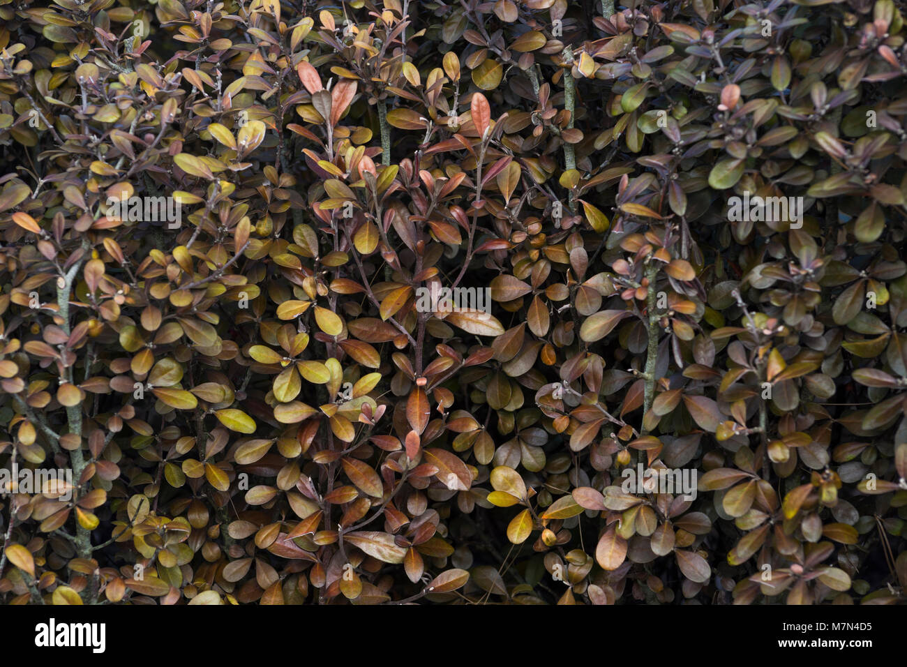 Corokia x virgata 'Frosted Chocolate' Stock Photo - Alamy