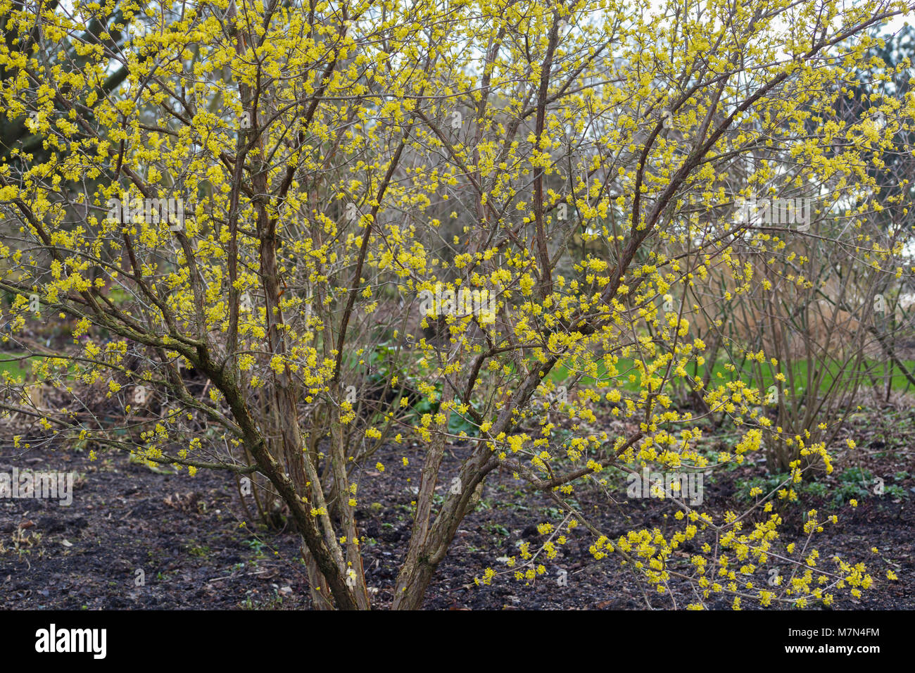 Cornus officinalis flower hi-res stock photography and images - Alamy