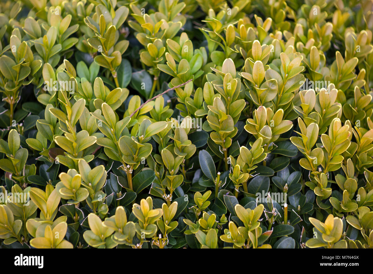 Buxus sempervirens 'Suffruticosa' Stock Photo - Alamy