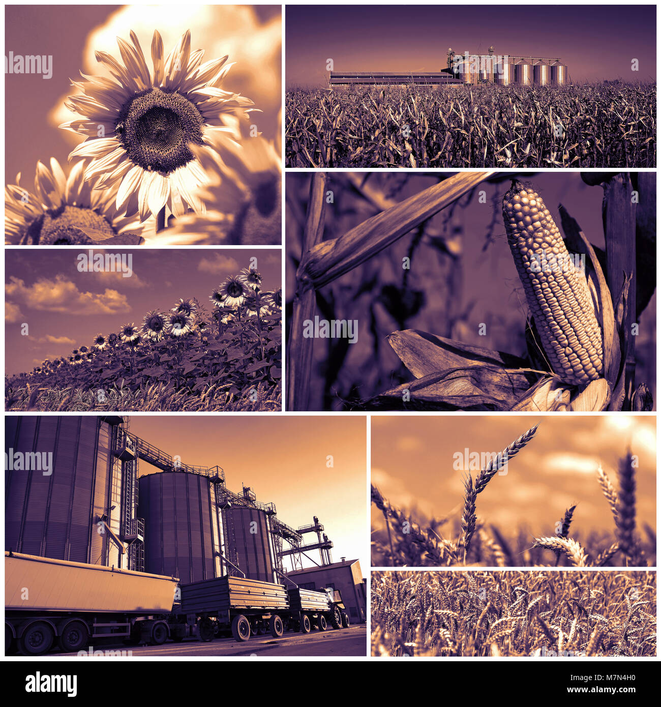 Collage of photographs showing agricultural crops in cultivated ...