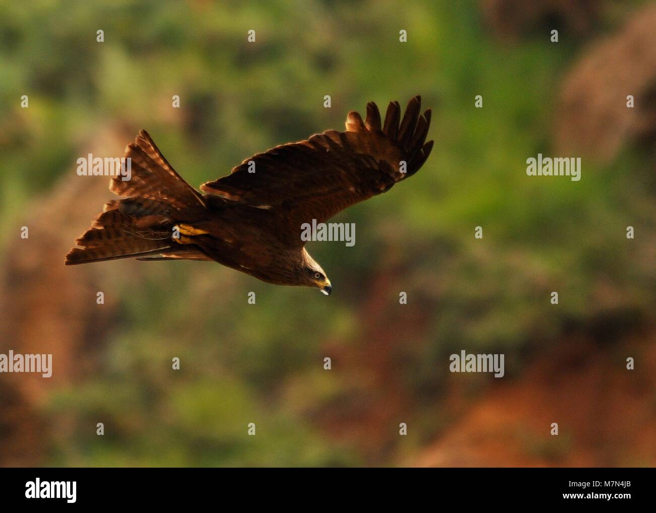 Red Kite (Milvus milvus) flying and hunting with feather in mouth, side ...