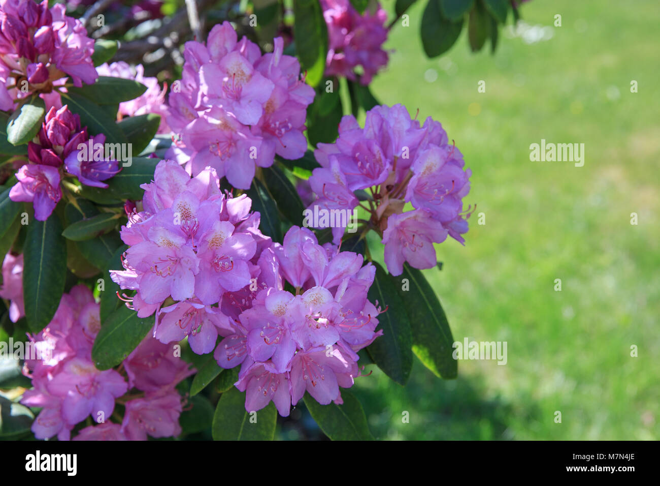 Blurred Rhododendron pink flower fresh blooming on morning light. Pink ...