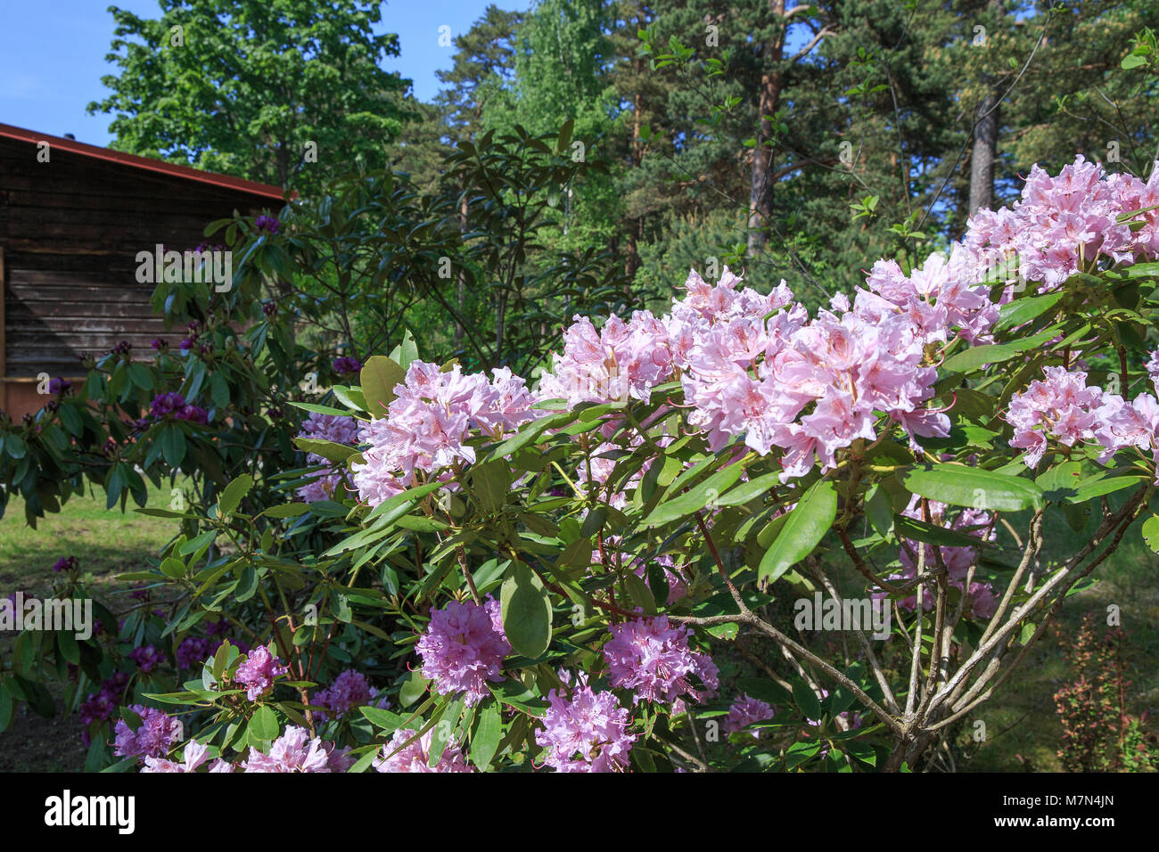 Blurred Rhododendron pink flower fresh blooming on morning light. Pink ...