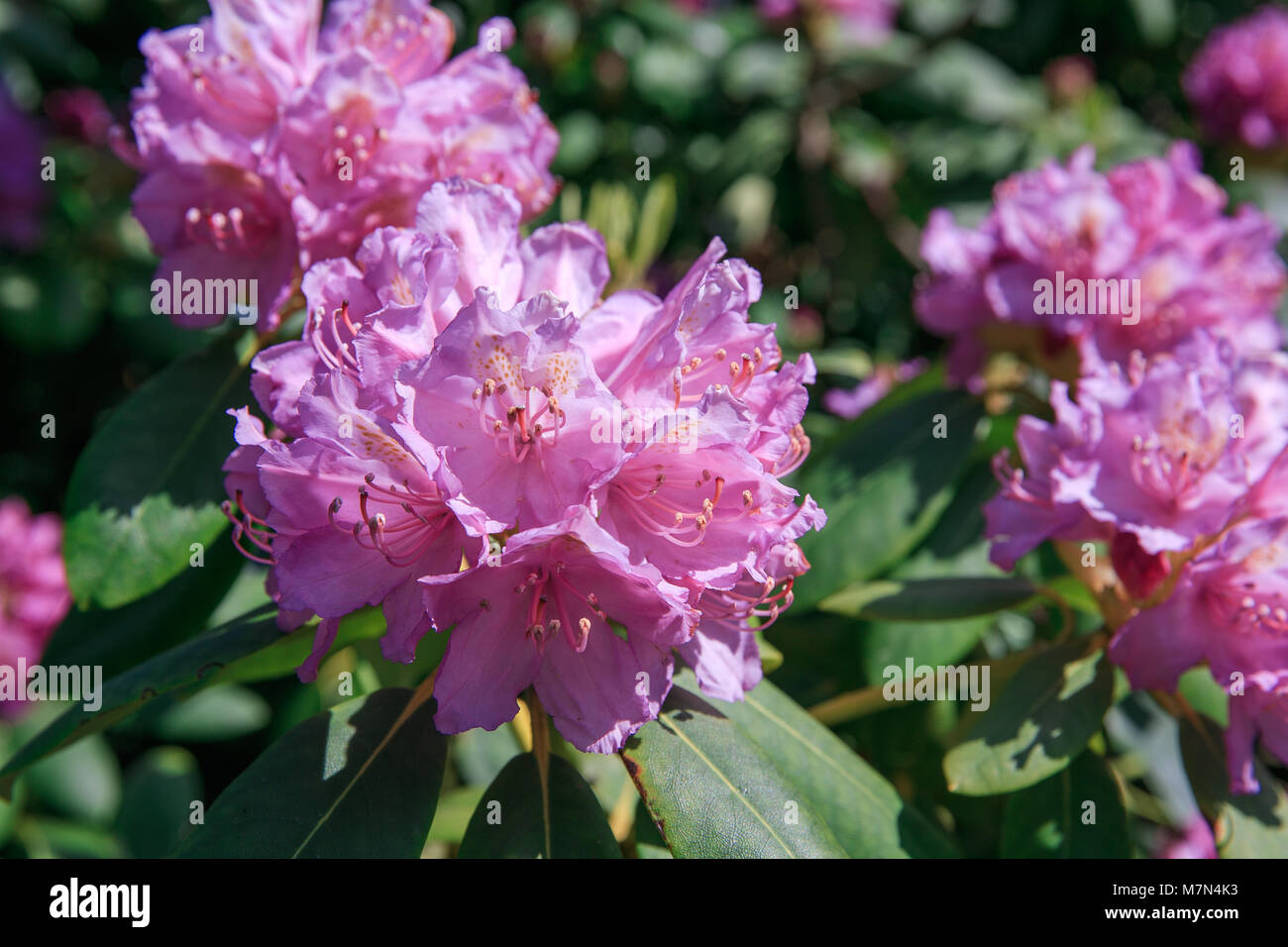 Blurred Rhododendron pink flower fresh blooming on morning light. Pink ...