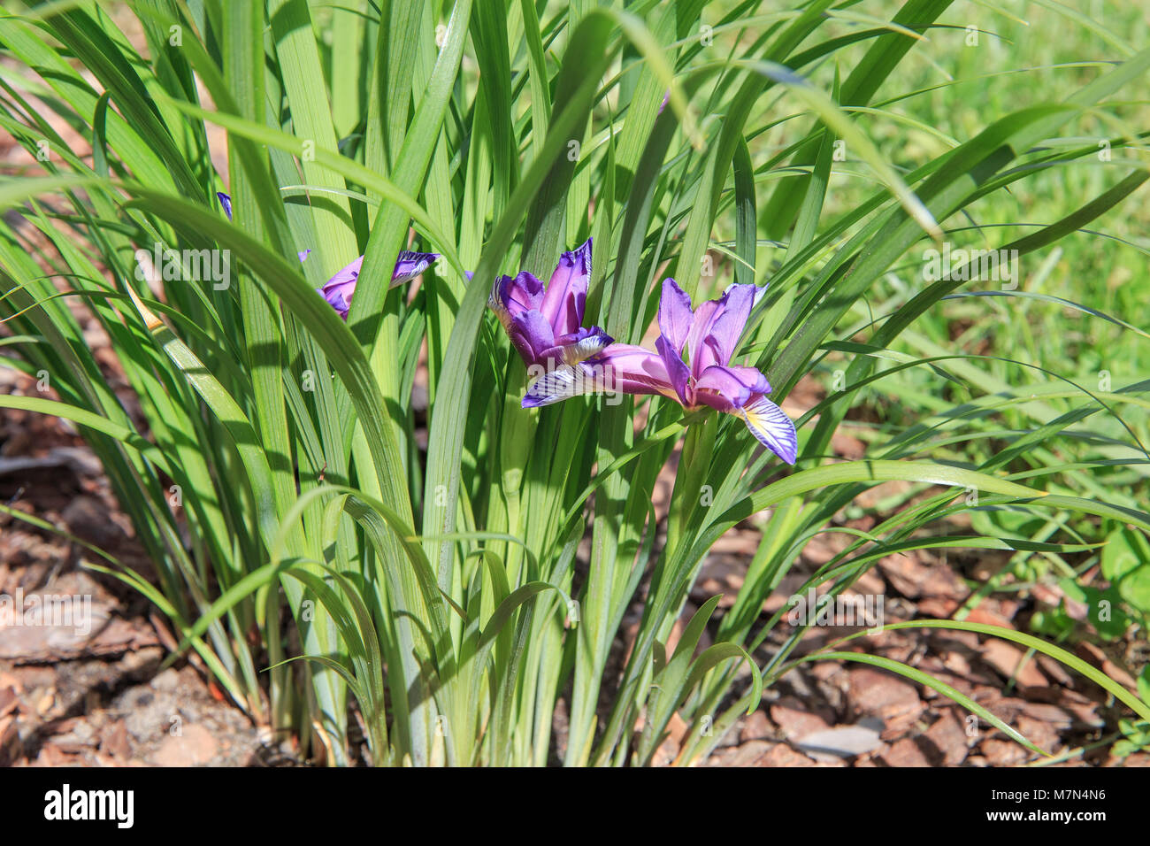 Purple Siberian Iris flower with plants, Irish sibirica Stock Photo - Alamy